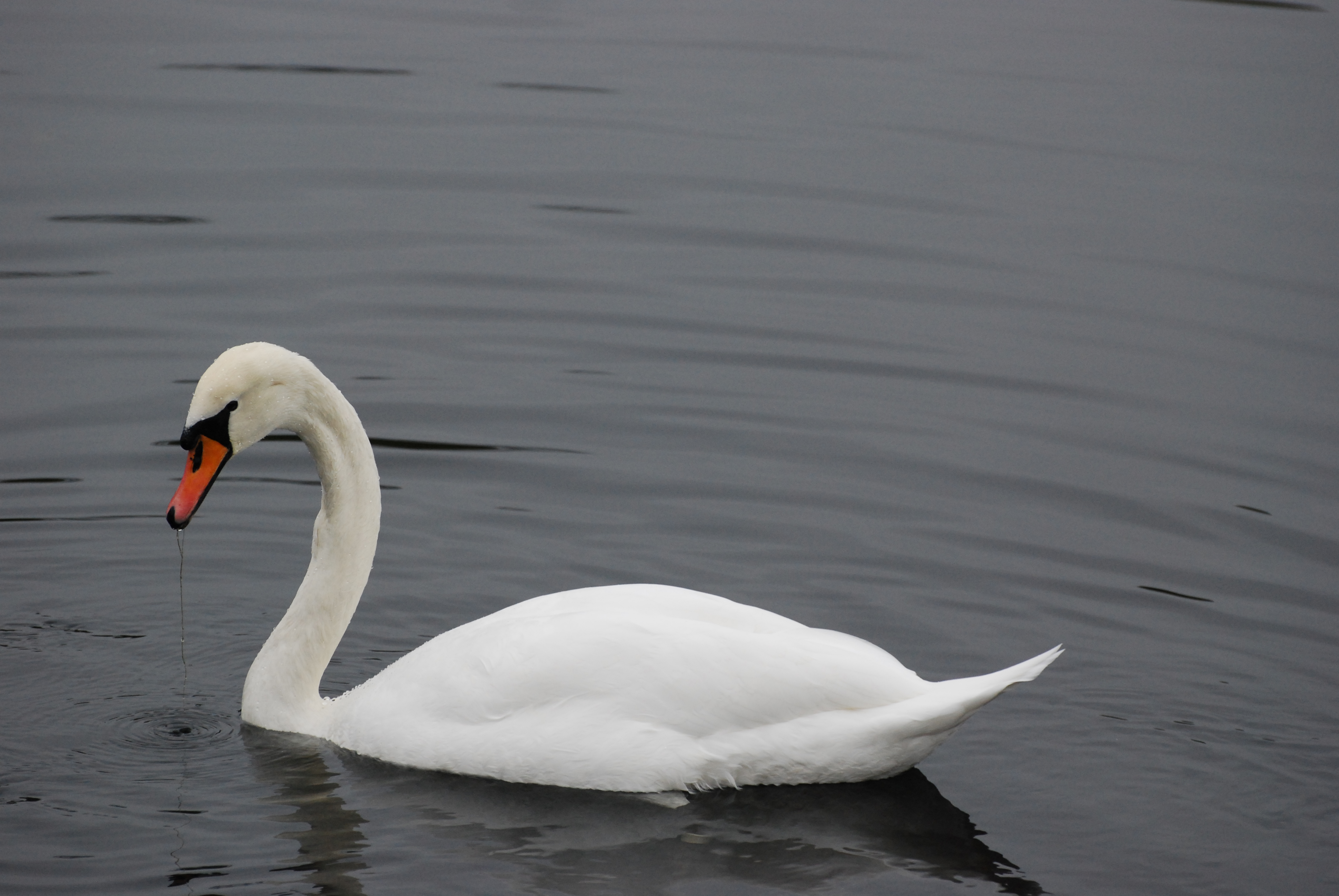 "Den lille Havfrue" på Langelinie ser lidt på sine omgivelser! | H.C ...